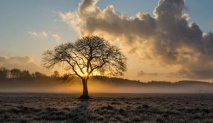 Biblical Meaning of Trees in Dreams – Interpretation and Meaning ...