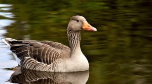 Goose – Spirit Animal, Totem, Symbolism and Meaning - Dream Astro Meanings