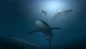 Shark – Spirit Animal, Totem, Symbolism and Meaning - Dream Astro Meanings
