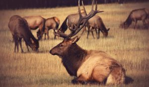 Elk – Spirit Animal, Totem, Symbolism and Meaning - Dream Astro Meanings