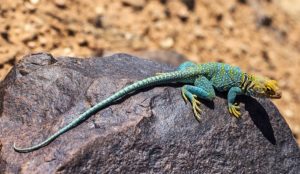 Lizard – Spirit Animal, Totem, Symbolism and Meaning - Dream Astro Meanings