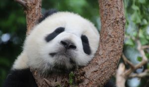 Panda – Spirit Animal, Totem, Symbolism and Meaning - Dream Astro Meanings