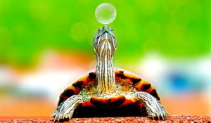 Reptiles – Spirit Animal, Totem, Symbolism and Meaning - Dream Astro ...