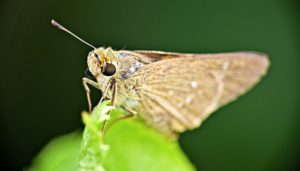 Moth – Spirit Animal, Totem, Symbolism and Meaning