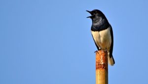 Magpie – Spirit Animal, Totem, Symbolism and Meaning - Dream Astro Meanings