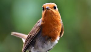 Robin – Spirit Animal, Totem, Symbolism and Meaning - Dream Astro Meanings