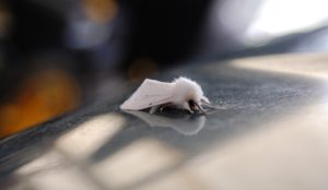 White Moth – Meaning and Symbolism - Dream Astro Meanings