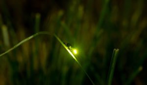 Firefly – Meaning and Symbolism - Dream Astro Meanings