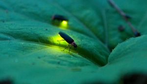 Firefly – Meaning and Symbolism - Dream Astro Meanings